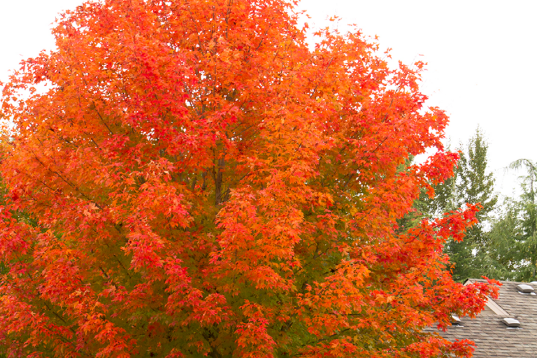 Wentworth Nursery | Garden Center Southern MD | Plant Nursery